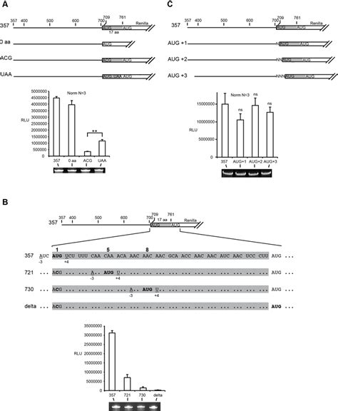 Aug Start Codon Recognition During Crpv Ires 5 Utr Driven Translation Download Scientific