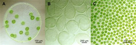 Phenotype Of Volvox Carteri And Appearance Of Separated Cell Types A Download Scientific