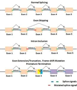 Exon Definition Types Structure Functions Biology Notes Online