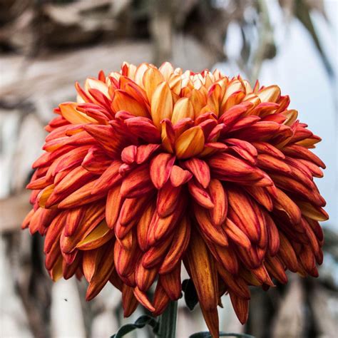 Chill And Code Album By Lofi For Coding Spotify