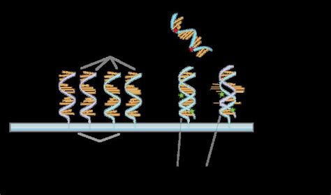 Dna Microarray Alchetron The Free Social Encyclopedia