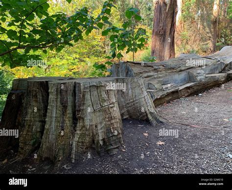 Tree Log Hi Res Stock Photography And Images Alamy