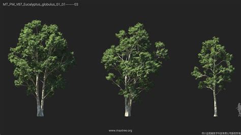 V87 Eucalyptus Globulus 01 Maxtree