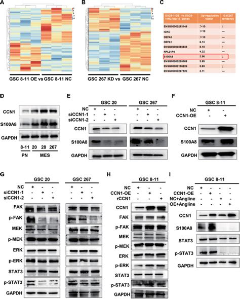 Ccn1 Promotes Mesenchymal Phenotype Transition Through Activating Nf‐κb