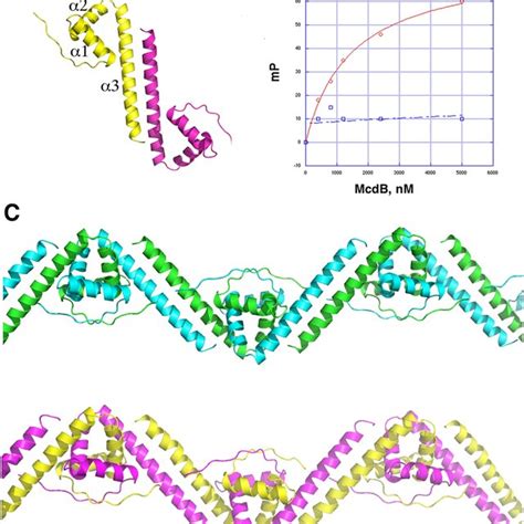 Crystal Structure Of Cyanothece McdB Protein A Structure Of The McdB Download Scientific