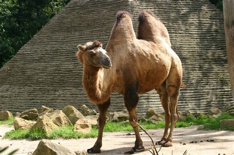 Bactrian Camel A Z Animals