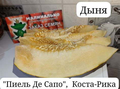 Дыни - купить по выгодным ценам в интернет-магазине OZON (1163791936)