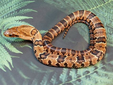 False Water Cobra Facts Description Diet And Pictures