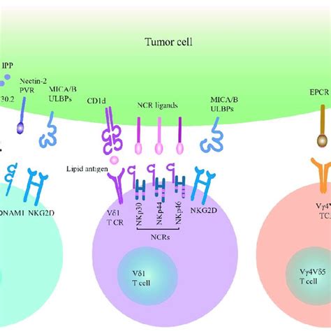 Pdf The Role Of Human γδ T Cells In Anti Tumor Immunity And Their Potential For Cancer