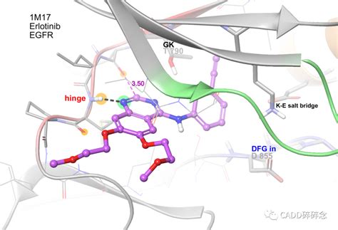Kinase结构特征及hinge Binding 知乎
