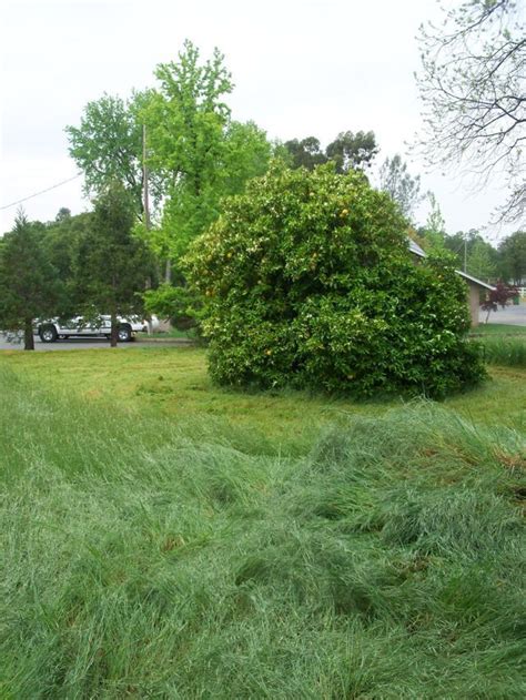 Expert Landscaping Services In Chico Ca Sal Rodriguez Landscapes