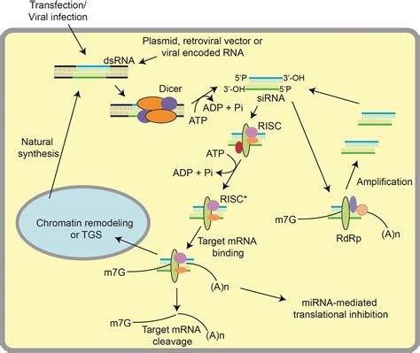 Rna Interference Technology — Applications And Limitations Intechopen