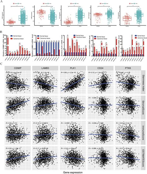 Identification Of Novel Anoikis Related Gene Signatures To Predict The Prognosis Immune