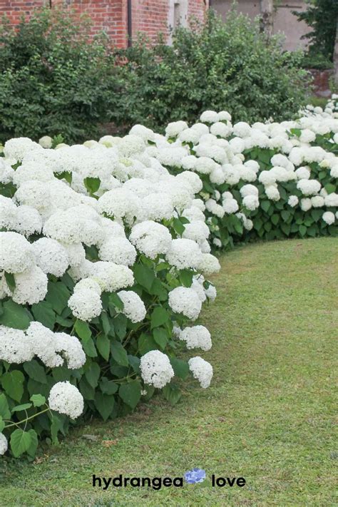 13 Dwarf Hydrangea Varieties Perfect For Small Gardens Hydrangea Love