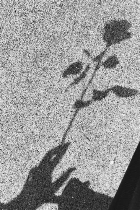 Rose Flower Shadow Shadow Photography Beauty Aesthetic