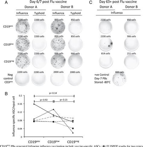 Figure 2 From Early Emergence Of Cd19 Negative Human Antibody Secreting