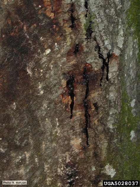 Phytophthora Basics Forest Phytophthoras Of The World