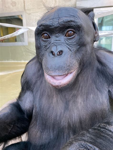 remembering kanzi — ape initiative
