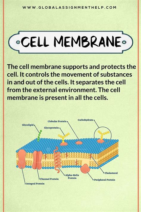Membrane Structure Artofit