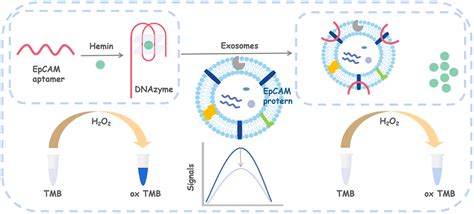 A Colorimetric Aptasensor Based On A Heminepcam Aptamer Dnazyme For