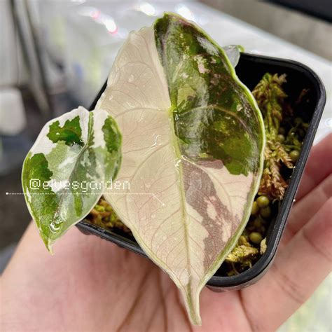 How To Care For Variegated Alocasia Elves Garden