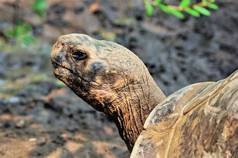 Turtle Shell Tortoise Free Photo On Pixabay Pixabay