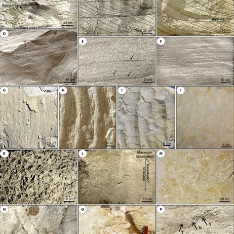 Lithofacies And Ichnofauna Of The Żerkowice Member A Sandstone With Download Scientific