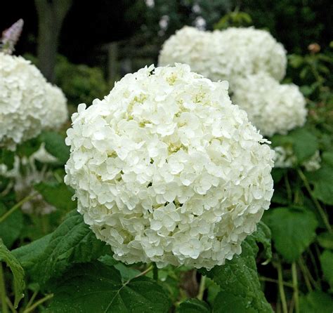 How To Keep White Hydrangea White At Patricia Sanchez Blog