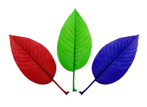 Colour Leaf Stock Image Image Of Texture Spring Breathing 19357745