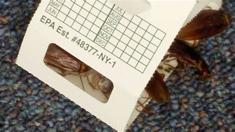 Cockroach Problem In State Building Out Of Control
