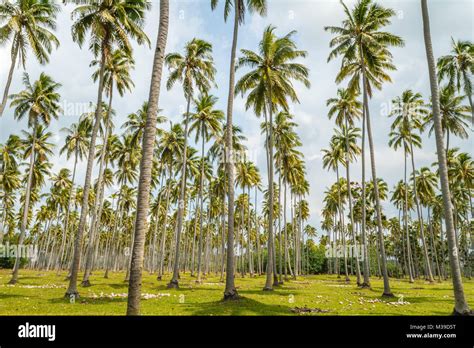 Growing Coconut Palms And Fallen Coconuts On The Ground Ratua Private Island Vanuatu Stock
