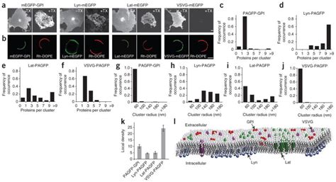 Probing Protein Heterogeneity In The Plasma Membrane Using PALM And Pair Correlation Analysis