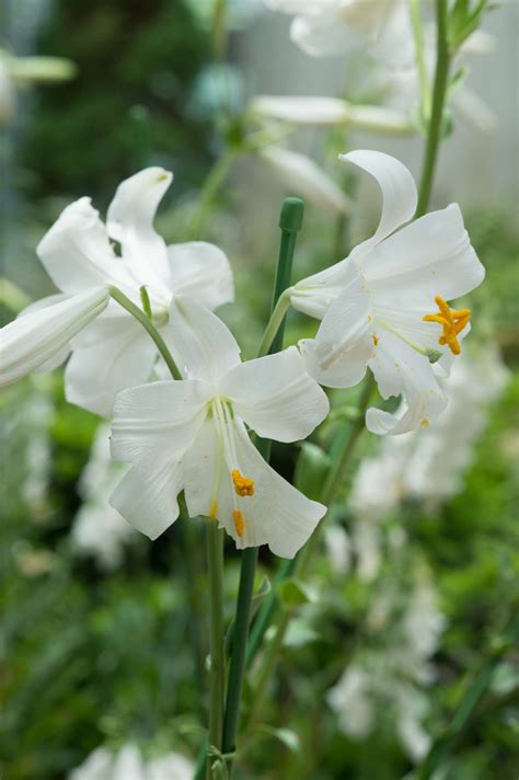 7 Different Types Of Lilies For An Elegant Garden