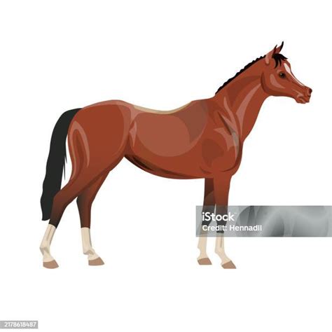 아라비아 만 말 쪽 보기 사실적인 스타일로 흰색 배경에 고립 된 벡터 일러스트 레이 션 가냘픈에 대한 스톡 벡터 아트 및 기타