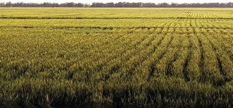 Revised Market Segmentation For Spring Wheat—achieving Alignment