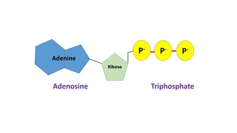 Diagram Of Atp Structure Adp Atp And Cellular Respiration