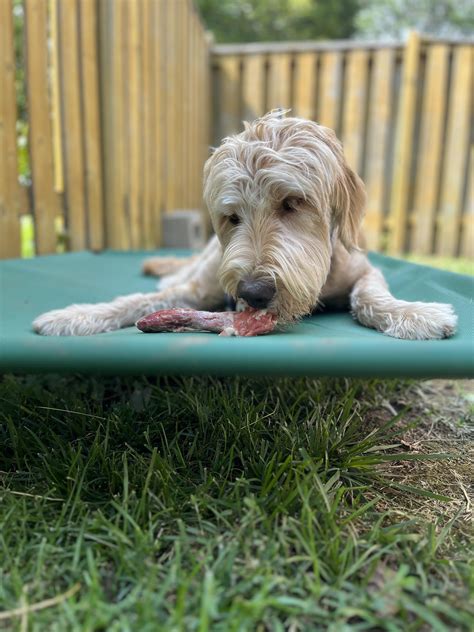 Wanted To Shared Some Photos From Beaus First Birthday In August R Labradoodles