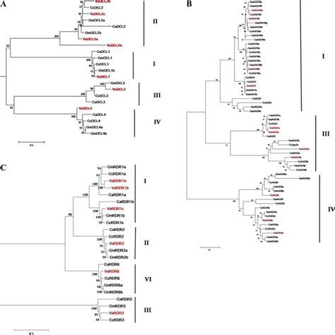 phylogenetic analysis of dcl ago and rdr proteins in adzuki bean the