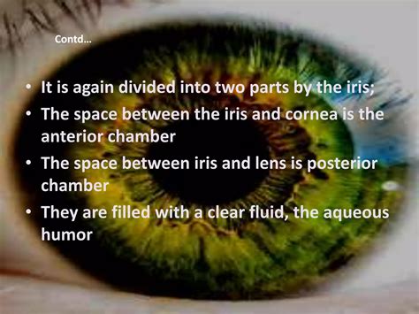 Anatomy Of Eye Ppt Pptx