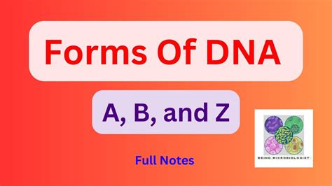 Forms Of Dna A B And Z Form Types Of Dna Microbiology Biochemistry Notes Youtube