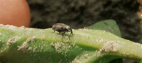 Figyeljünk A Kelő Repce épségére Agrofil Szmi Kft