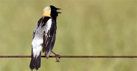 Bobolink Bird Behavior Animalbehaviorcorner
