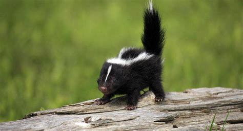 Skunks Hibernate