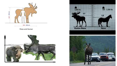 Moose Size Comparison Unraveling Height Weight And More
