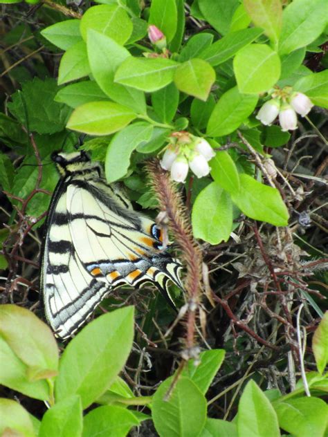 Swallowtail Naturally Ottawa