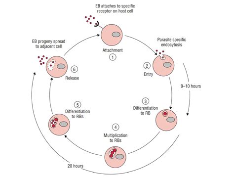 Chlamydia And Chlamydophila Biology Notes Online