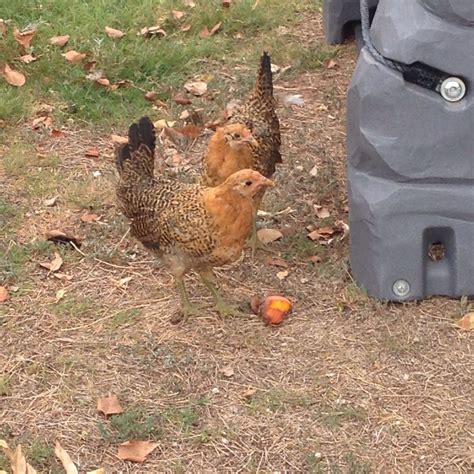 Sicilian Buttercup Egg Machine Backyard Chickens Learn How To