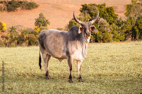 cattle detection chiang rai ver 1 0 object detection dataset and pre