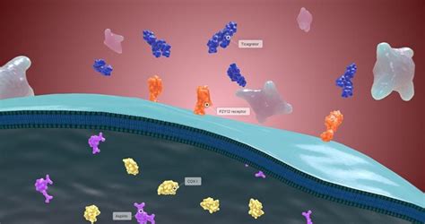 Premium Photo Platelet Activation And Aggregation Play An Important