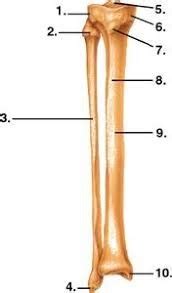 Tibia And Fibula Diagram Quizlet